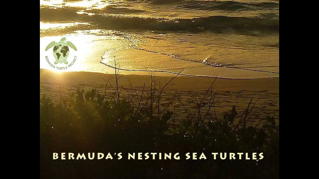 Bermuda's Nesting Sea Turtles - Zoos - Bermuda - Bermuda Aquarium Zoo Guide