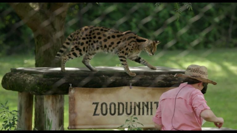 Cincinnati Zoo's 2023 Cheetah Encounter Highlights - Zoos - USA - Ohio ...