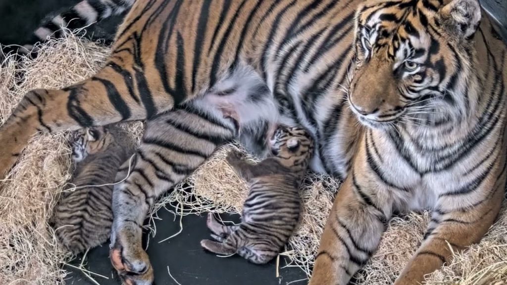 Adorable Sumatran Tiger Cubs Born At San Diego Zoo - Zoos - USA ...
