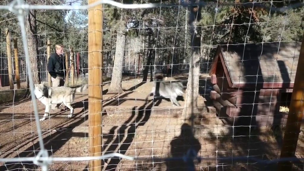 Wolf Tango - Colorado Wolf & Wildlife Center Zoo Guide