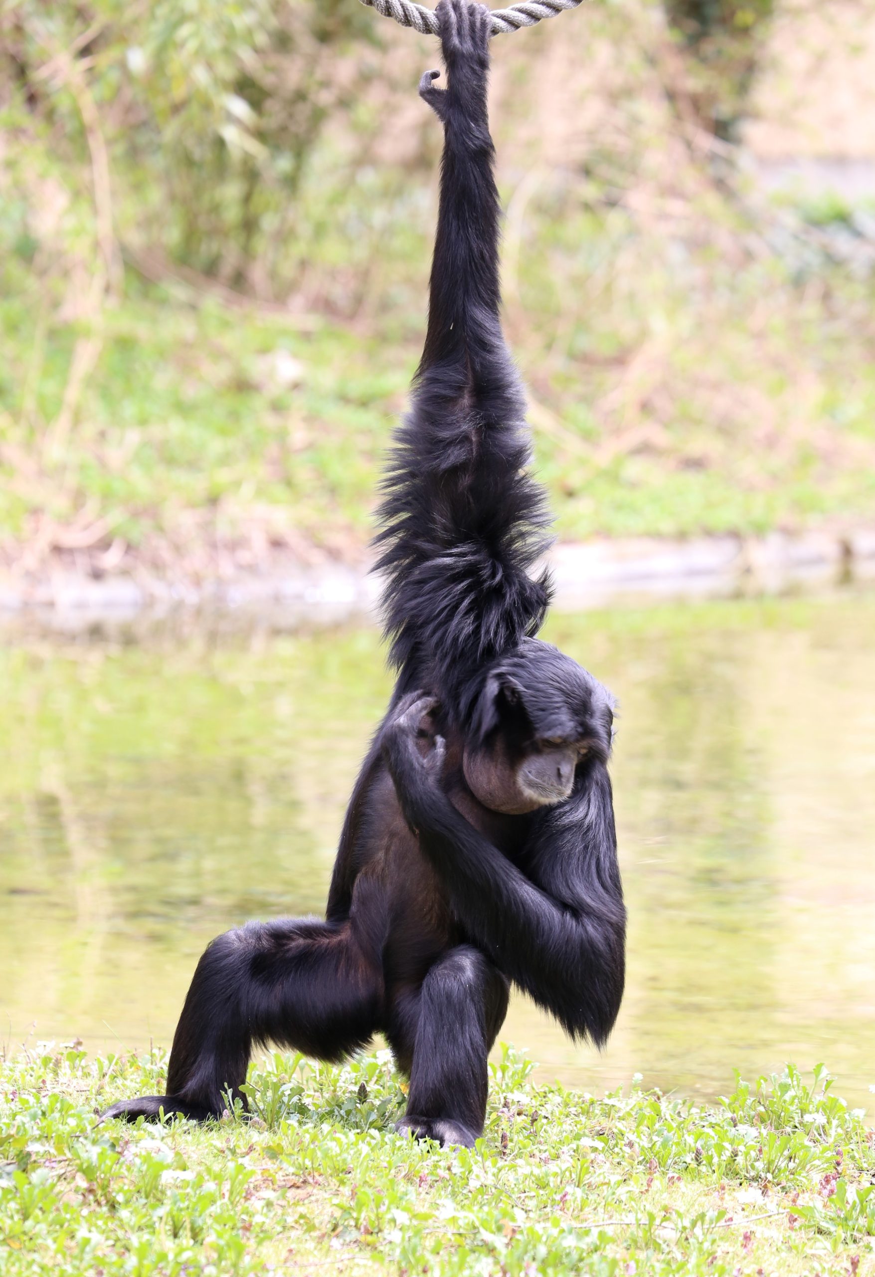 Definitive Guide To Siamang Facts, Habitat, Conservation Status, Zoo ...