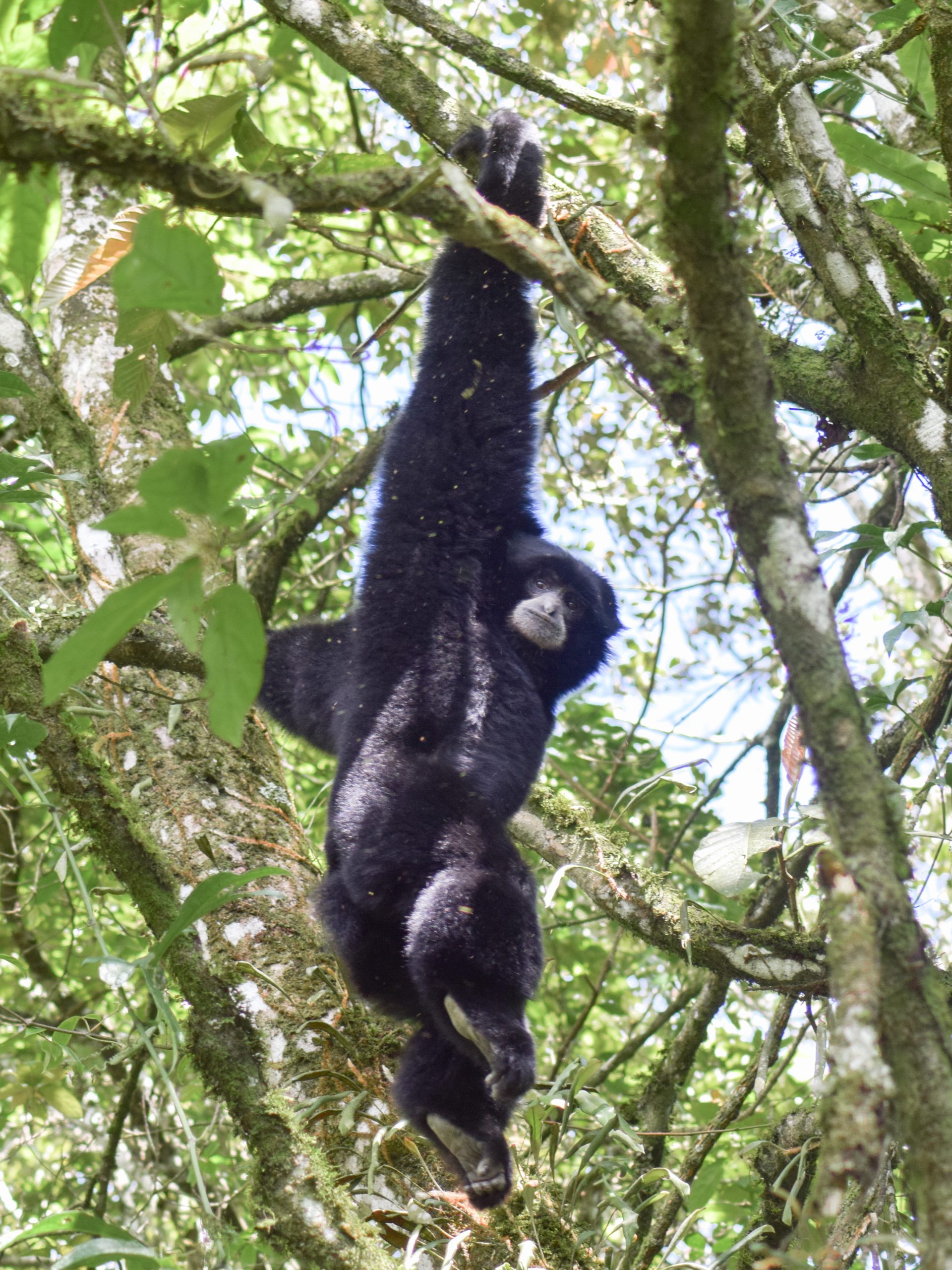 Definitive Guide To Siamang Facts, Habitat, Conservation Status, Zoo ...