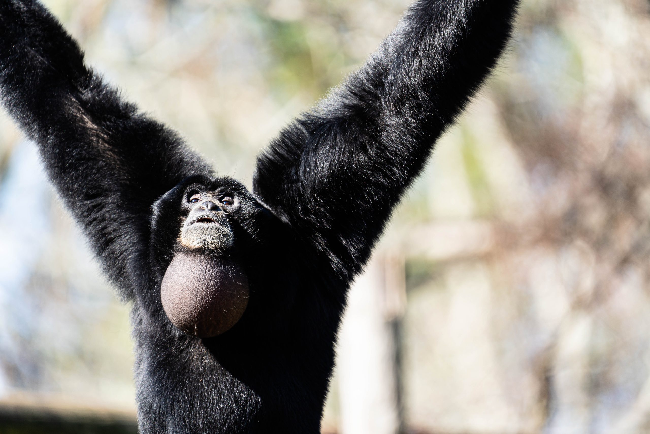 Definitive Guide To Siamang Facts, Habitat, Conservation Status, Zoo ...