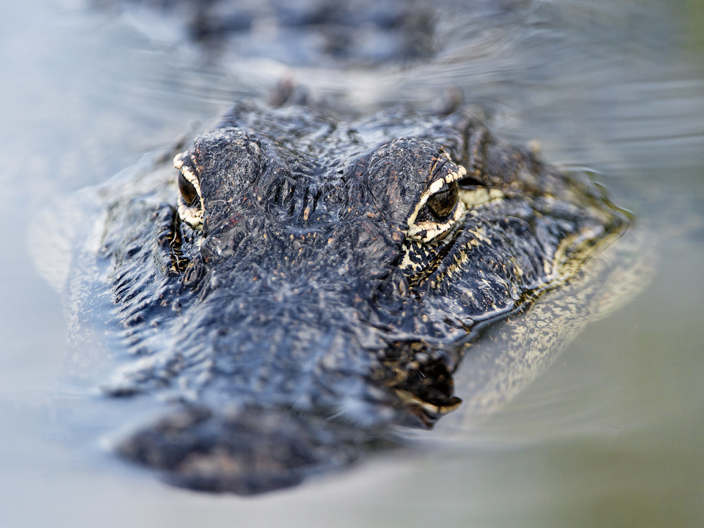 American Alligator Facts, Habitat, Conservation Status, Zoo Populations ...