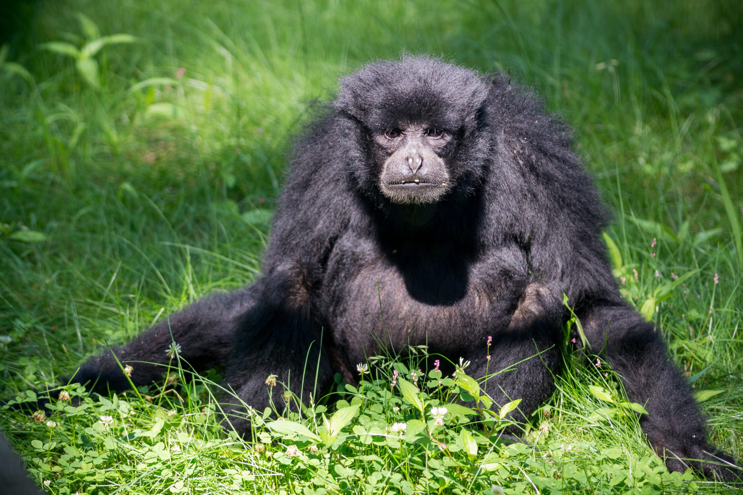 Definitive Guide To Siamang Facts, Habitat, Conservation Status, Zoo ...