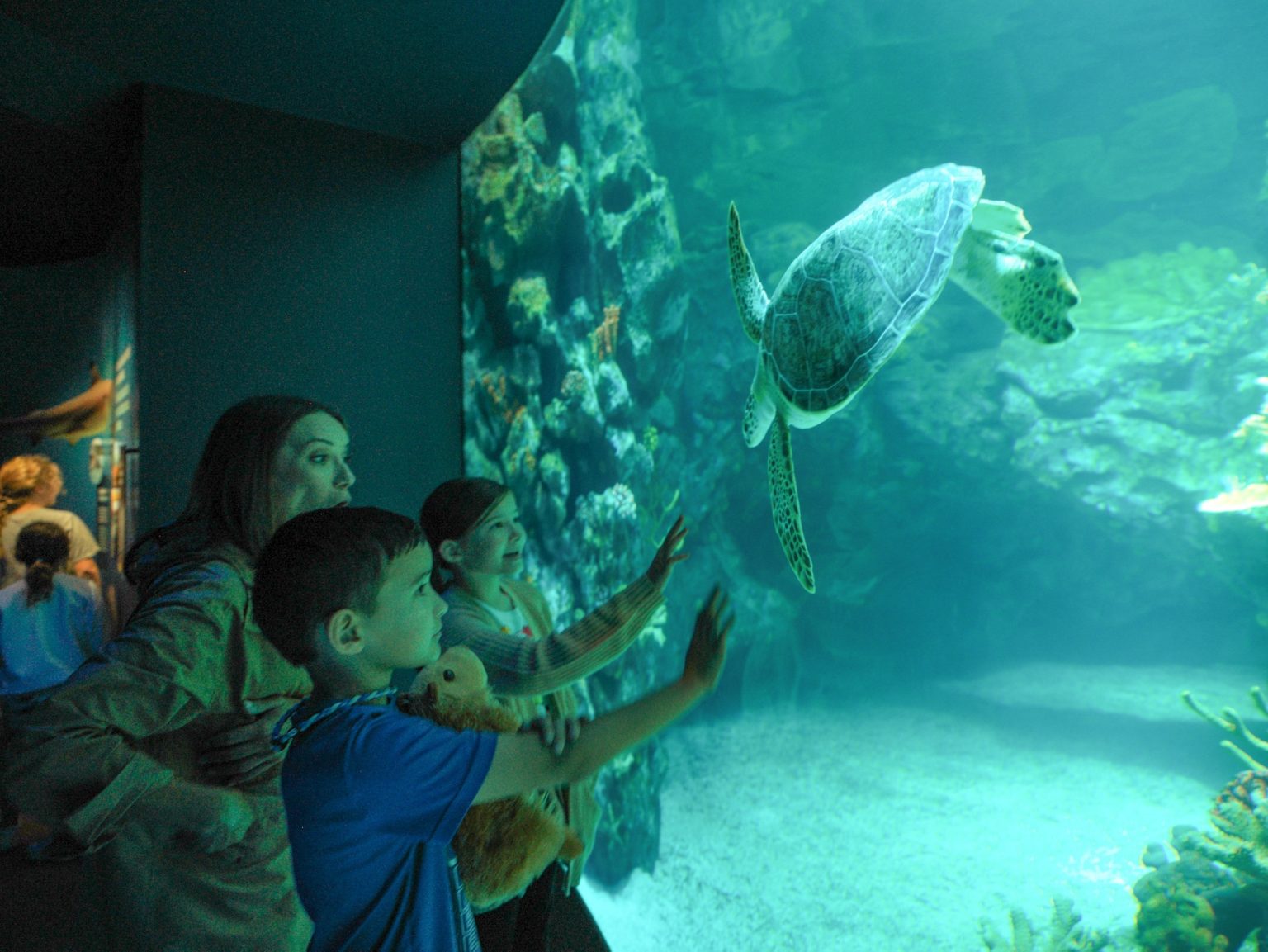 Houston Zoo's Sea Turtle-Saving Summer - Zoos - USA - Texas - Houston ...