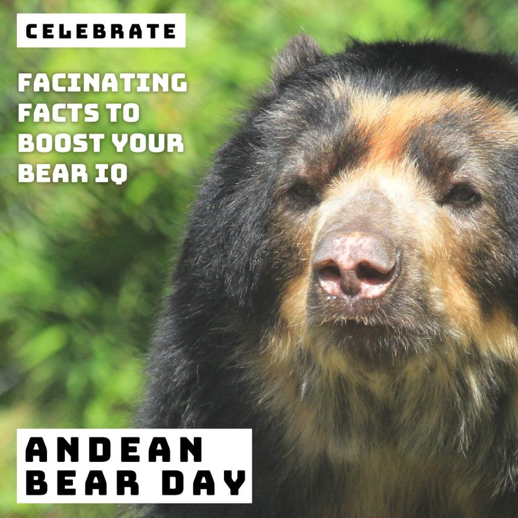 It's Andean Bear Day! Celebrating The Spectacled Bears' Facial Markings ...