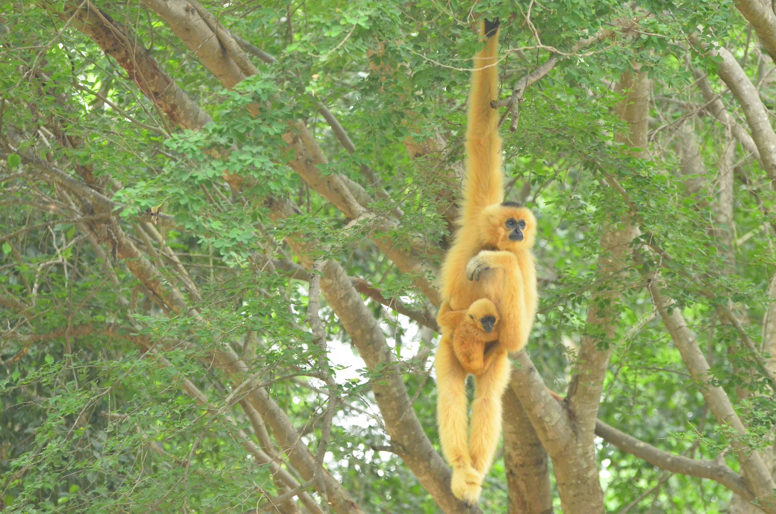 Definitive Guide To White-cheeked Gibbon Facts, Habitat, Conservation ...