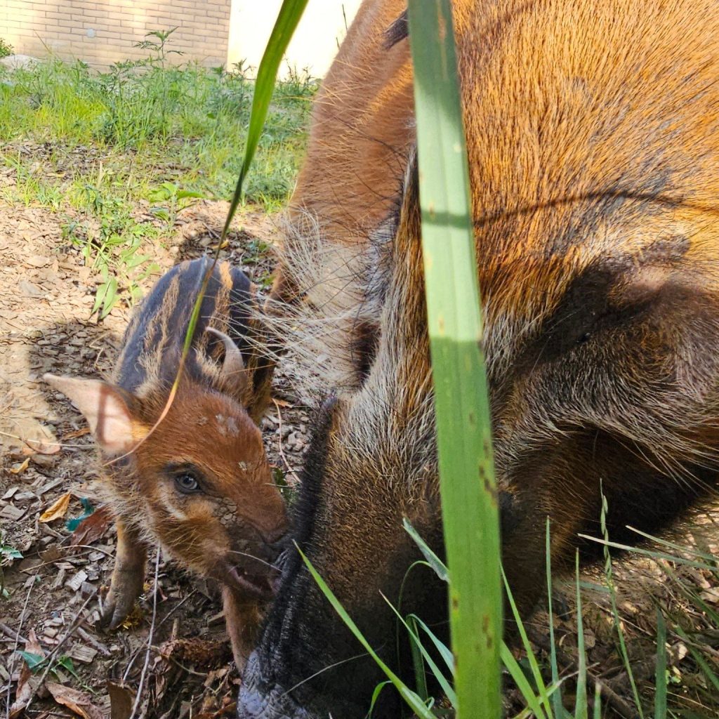 Nuzzling Up Close: Keeper Kayla... - Zoos - USA - Iowa - Blank Park Zoo ...