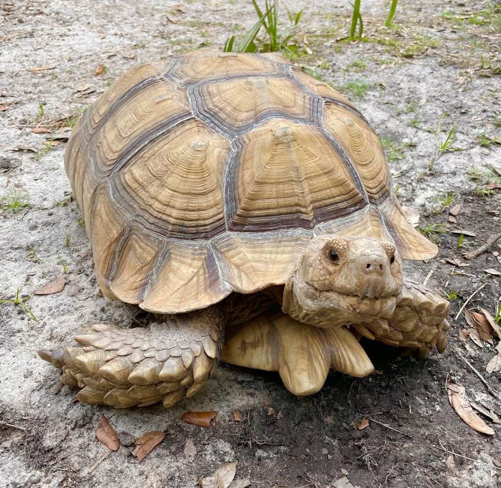 Bowser: African Spurred Tortoise, 3rd-Largest Species - Central Florida ...