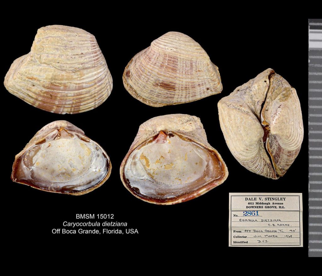 The Dietz Rose Corbula: A Small Species (15mm) - Caryocorbula Dietziana ...