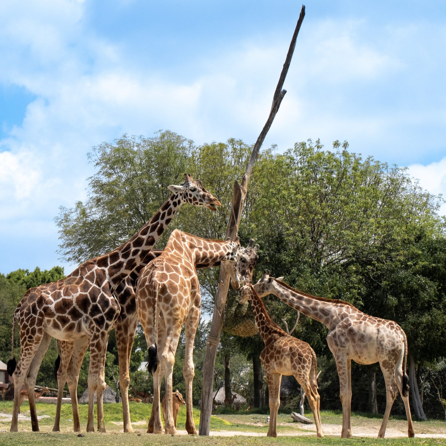 ¿Cómo Beben Agua Las Jirafas? - Africam Safari Park Zoo Guide