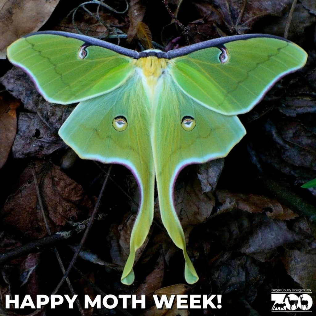This Week Celebrates National Moth Week: Discover 500 Identified ...