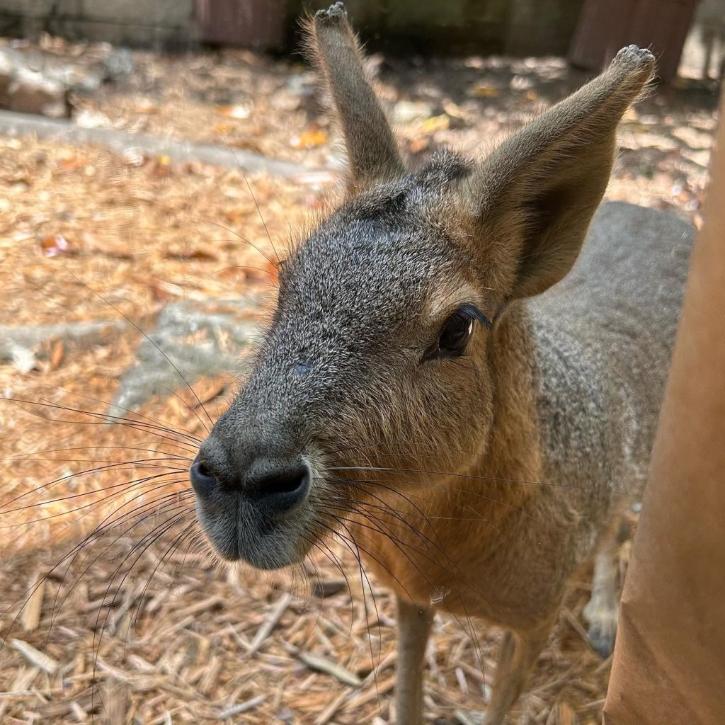 Patagonian Mara: Escaping Predators With Speed And Stotti - Zoos - USA ...