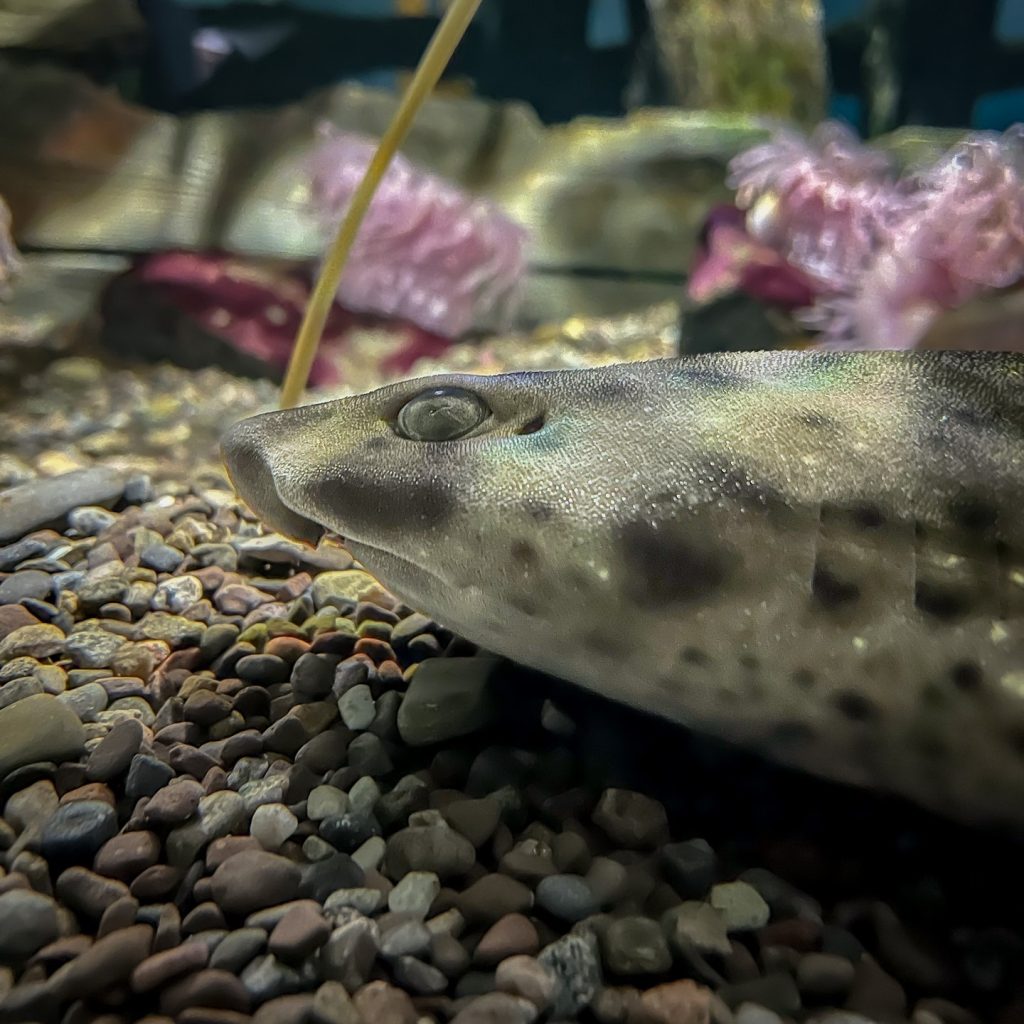 Over 400 Shark Species: Did You Know About Swell Sharks? - Aquarium Of ...