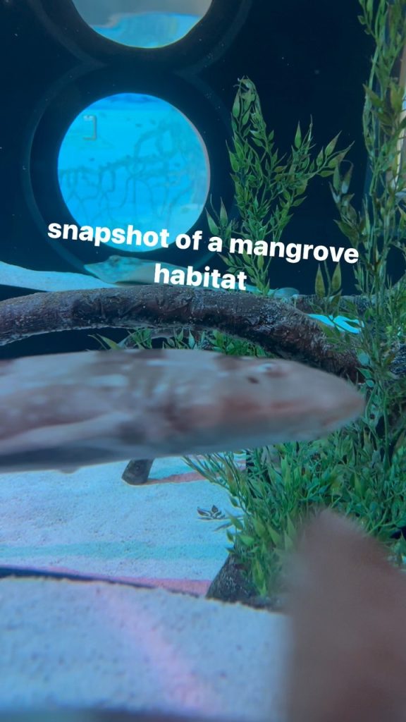 Mangroves: Vital Ecological Role In Coastline Protection - Aquarium Of ...