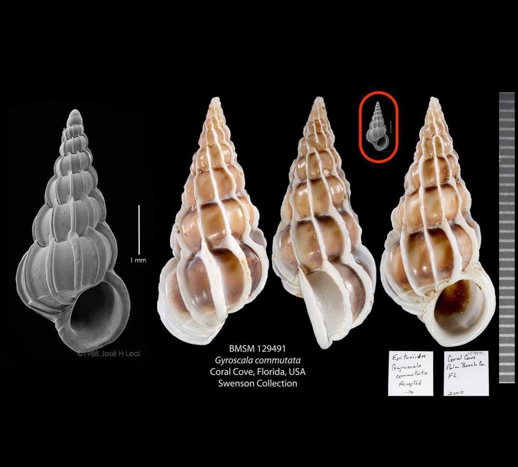 The Elegant Lamellose Wentletrap: A Young Shell Split From Left ...