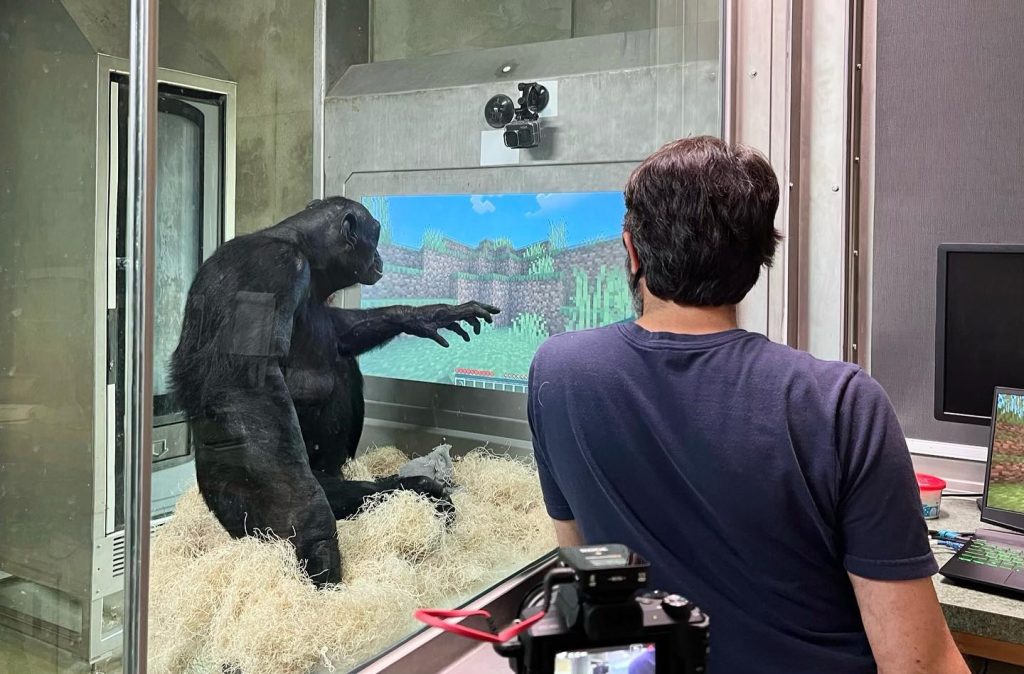 Watch Kanzi Learn Minecraft On YouTube! Touchscreen Compute... - Ape ...