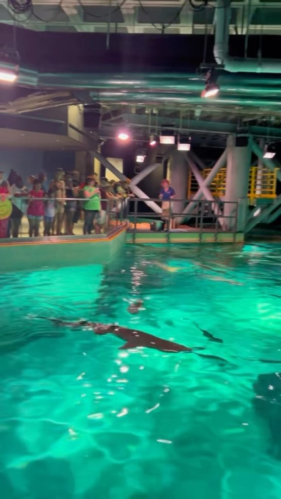 Experience Shark Week At Audubon Aquarium - Audubon Zoo Zoo Guide