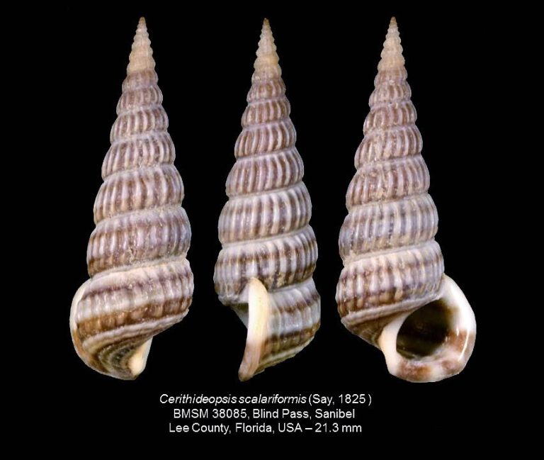 Good Morning! Ladder Horn Snail, Cerithideopsis Scalariformis ...