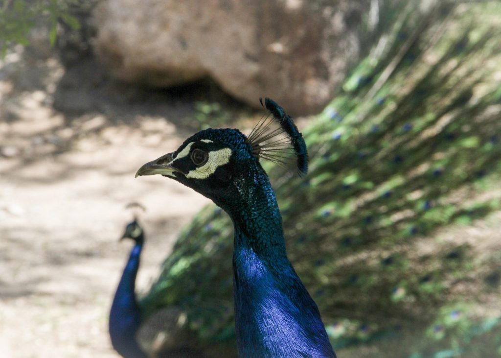 Say Hello To Your Favorite Zoo Residents At Zoo Mu. - Zoos - USA - New ...