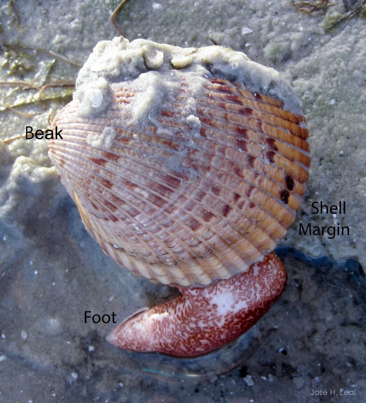 Why Do Some Shells have Ridges or Adornments? - Zoo Guide