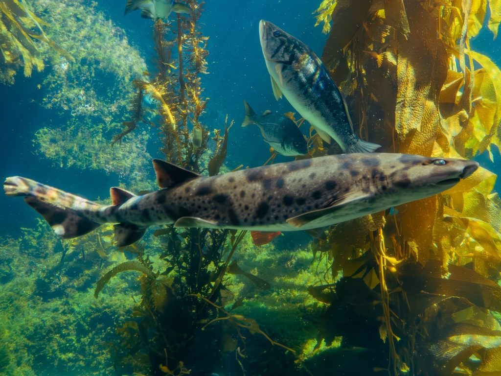 Support Local Sharks! - Zoos - USA - California - Birch Aquarium At ...