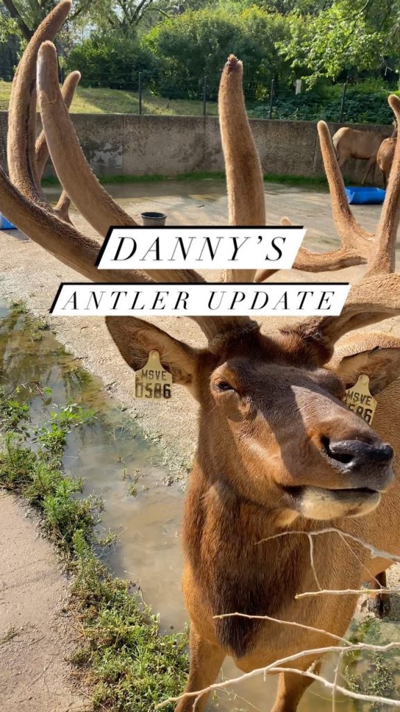 Danny's Antlers Are Coming in Nicely! - Zoo Guide