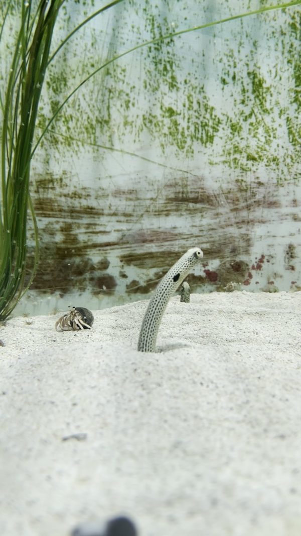 Did You Know? Garden Eels Coat Sand Burrow With Body Mucus - Buttonwood ...