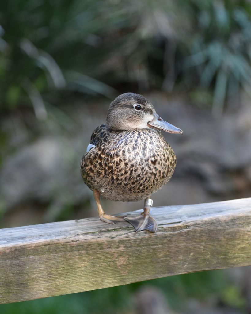 Happy 9th Hatch Day To Our Beautiful Blue-Winged Teal, Daisy ...