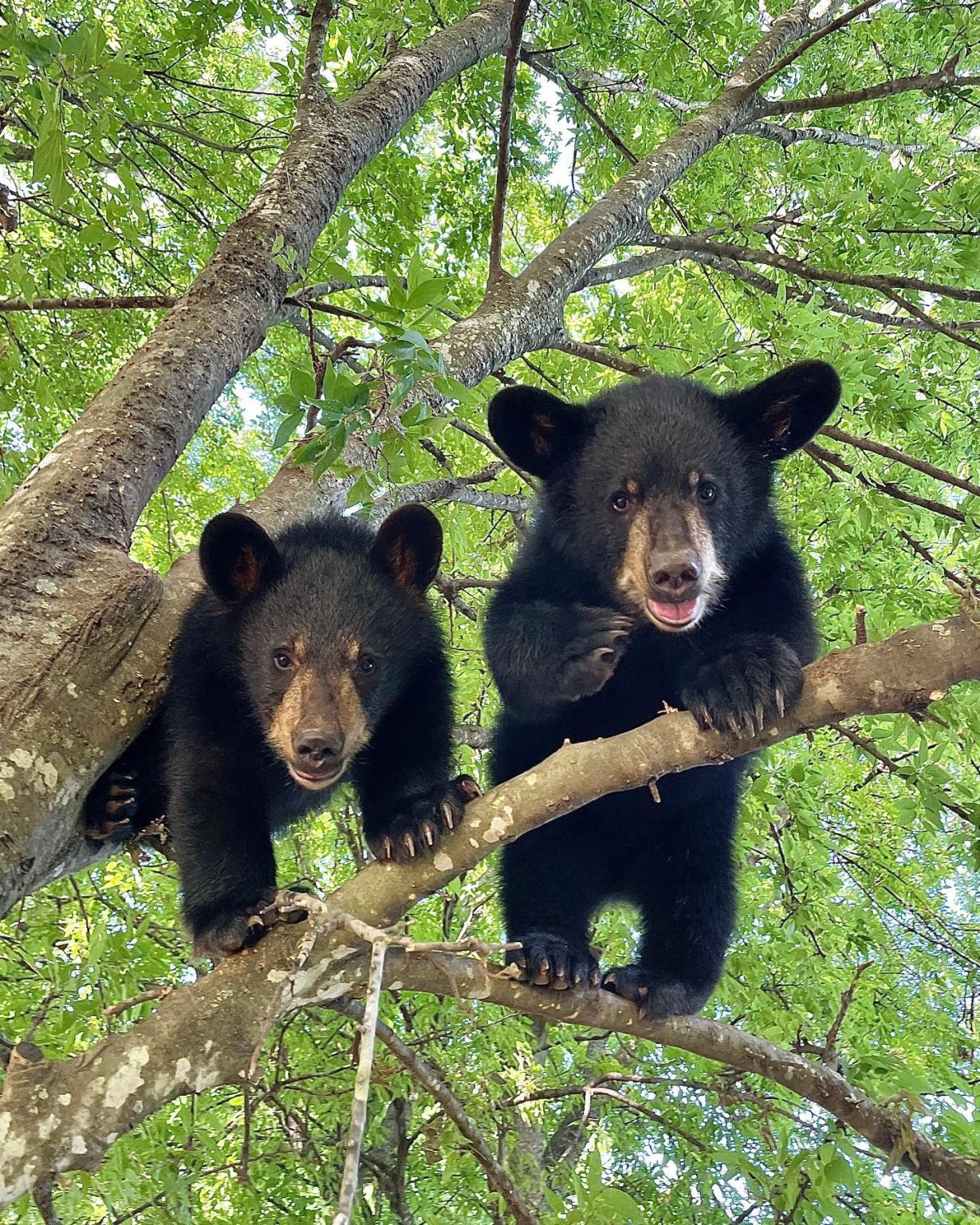 Did You Know? Black Bears Like... - Zoos - USA - Texas - Baylor Bear ...