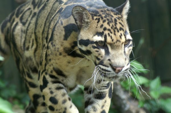 Definitive Guide To The Clouded Leopard: Understanding A Mysterious ...