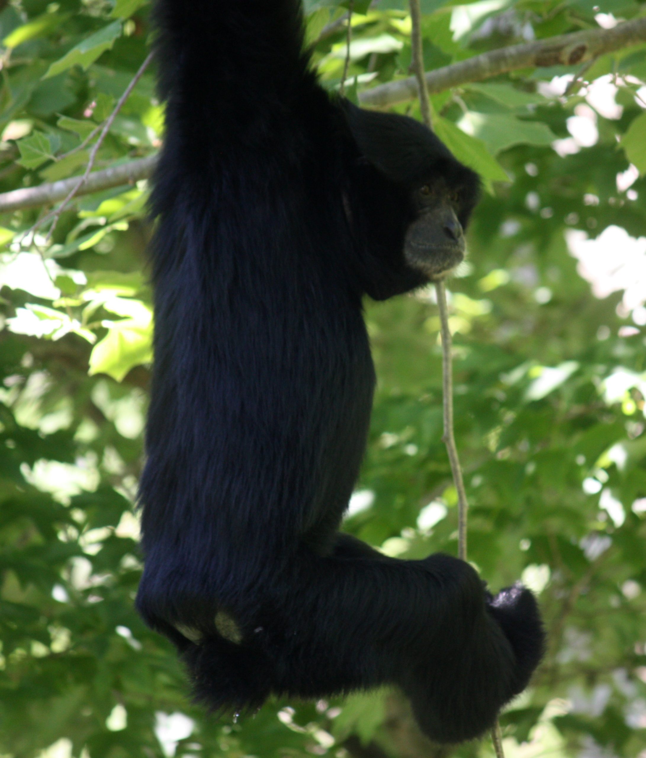Definitive Guide To Siamang Facts, Habitat, Conservation Status, Zoo ...
