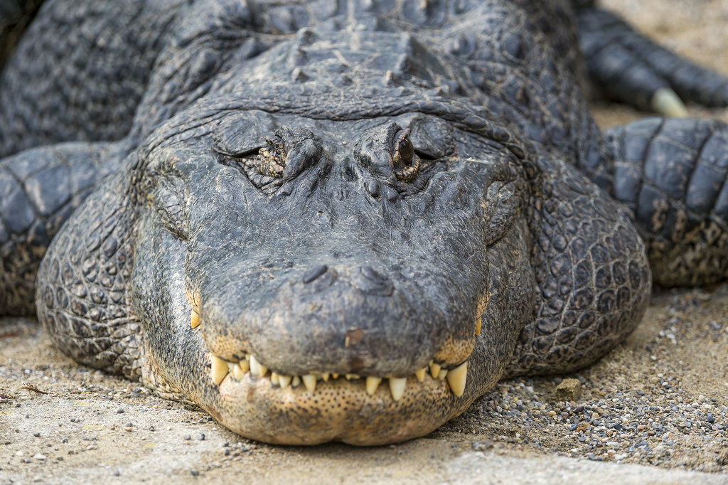 American Alligator Facts, Habitat, Conservation Status, Zoo Populations ...