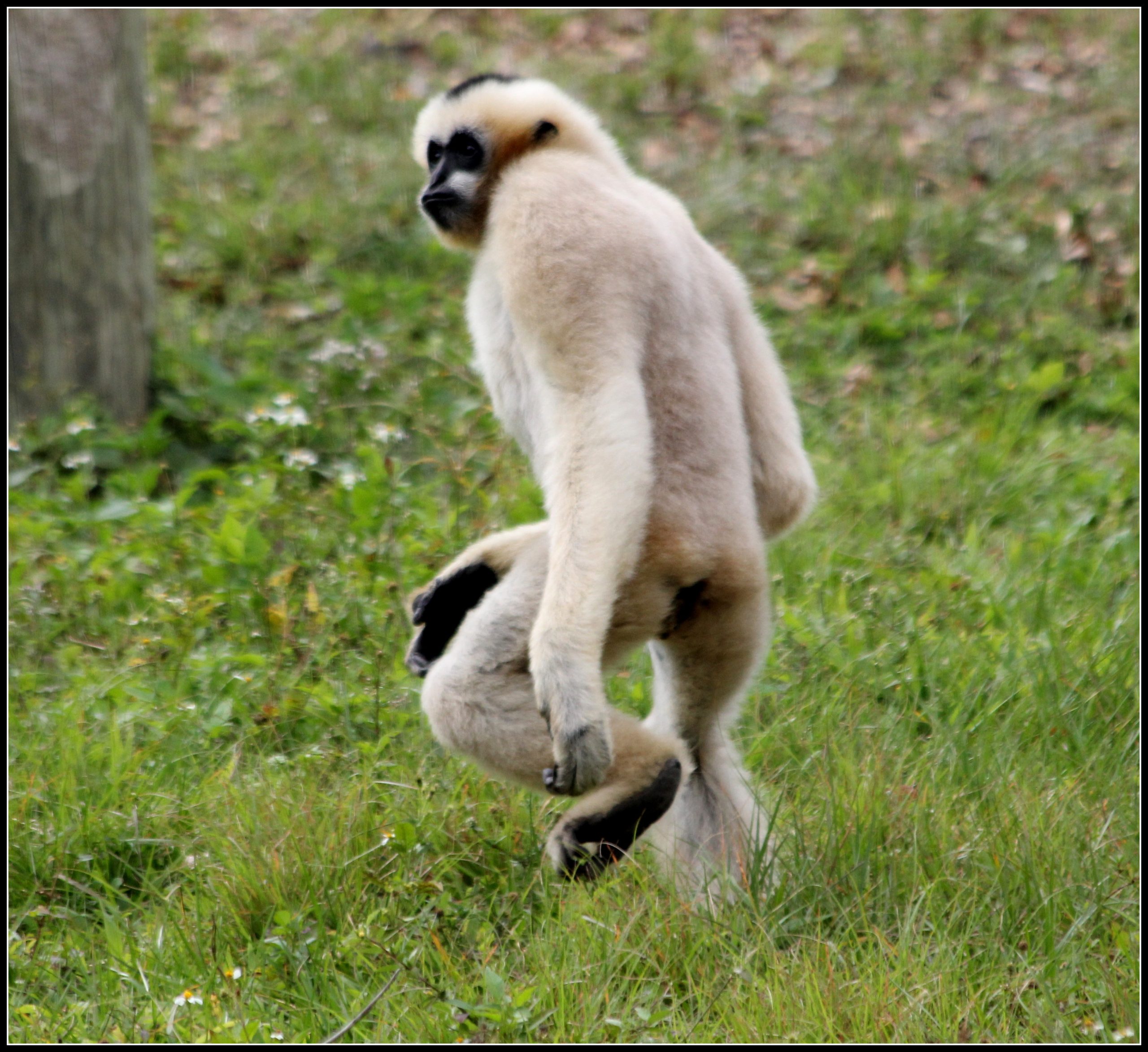 Definitive Guide To White-cheeked Gibbon Facts, Habitat, Conservation ...