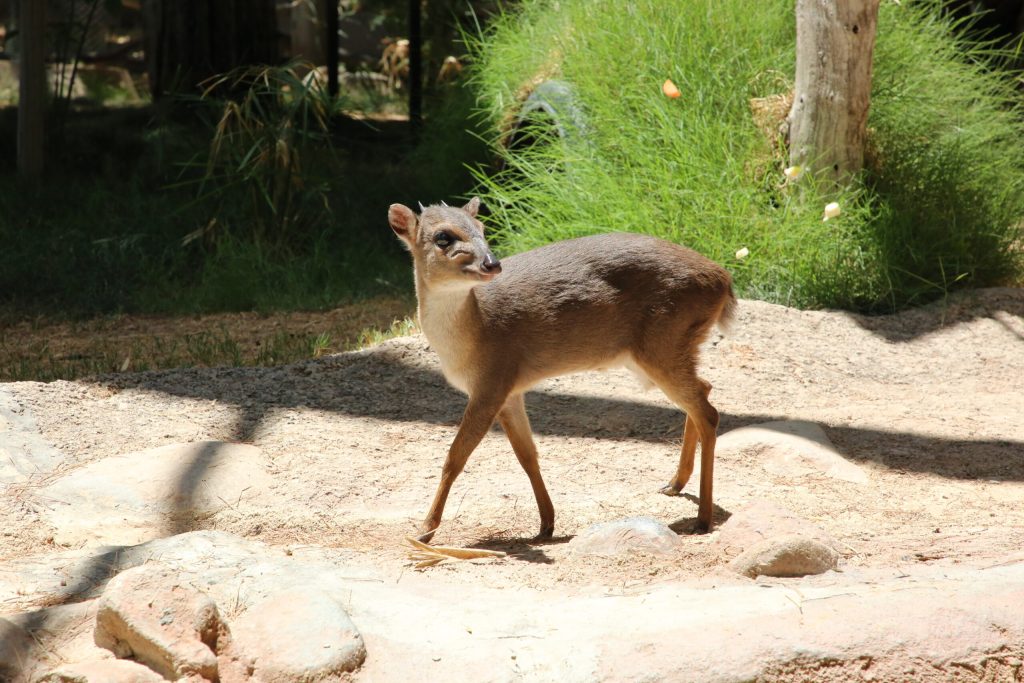 Reid Park Zoo Welcomes Blue Duiker Pair - Zoos - USA - Arizona - Reid ...
