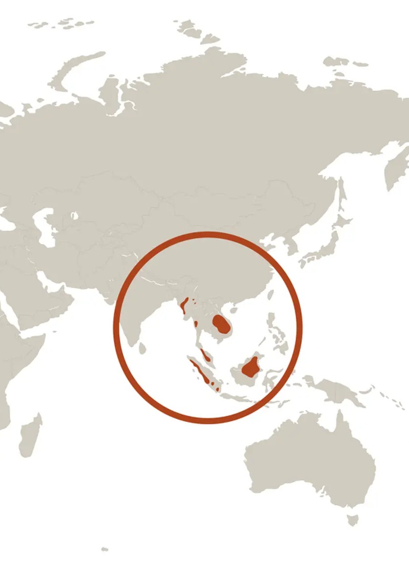 Malayan Sun Bear - Zoo Guide