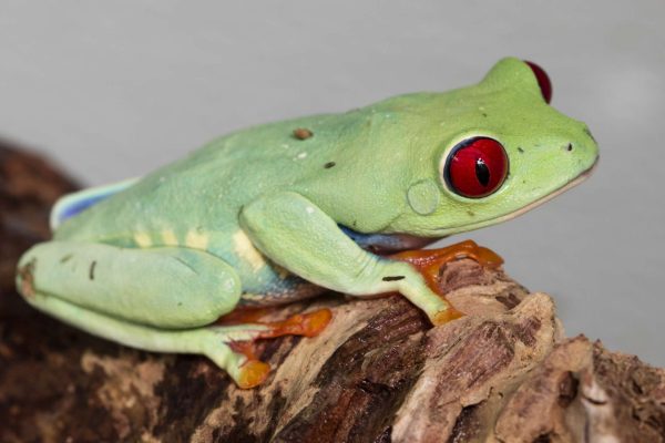 How Many Ears Do Frogs Have? - Zoos - USA - Georgia - Atlanta Zoo Zoo Guide
