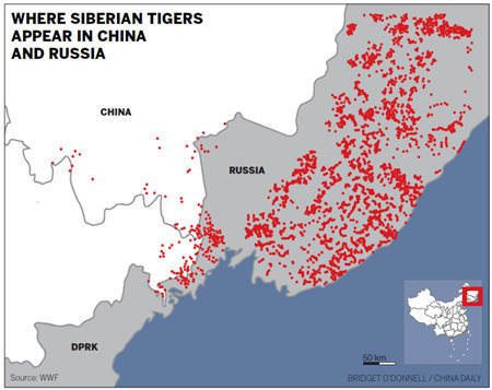 Amur Tiger - Zoo Guide