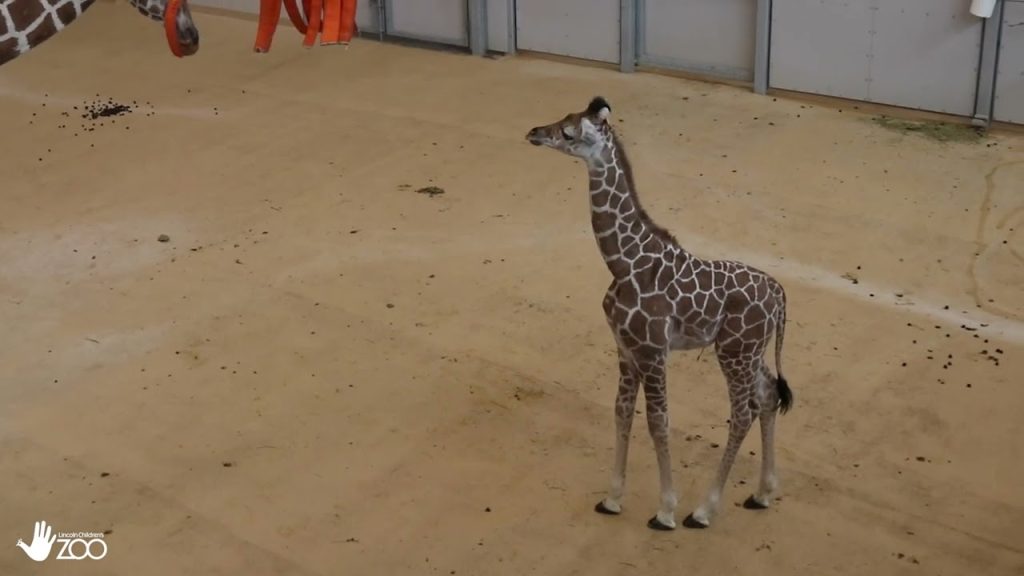 Introducing Mosi, The Giraffe - Lincoln Children's Zoo Zoo Guide