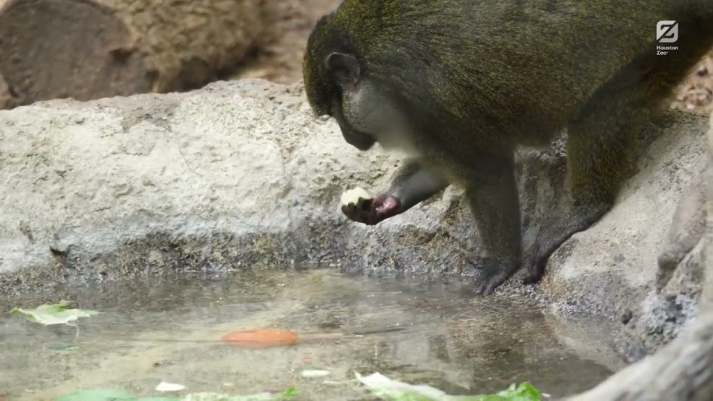Animal Spotlight: Allen's Swamp Monkeys - Zoos - USA - Texas - Houston ...