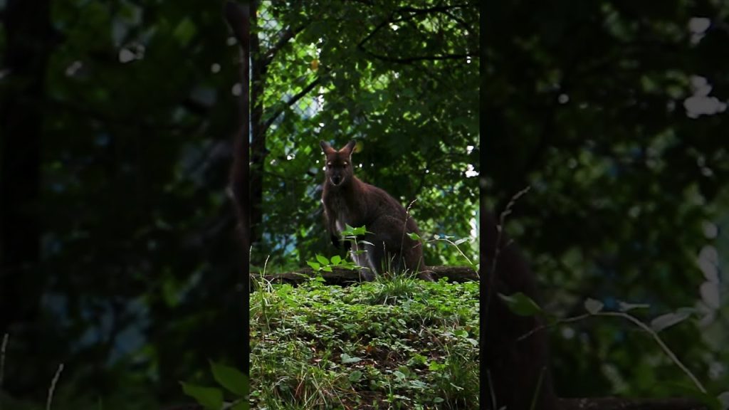 Wallabies Relaxing At Blank Park Zoo - Zoos - USA - Iowa - Blank Park ...
