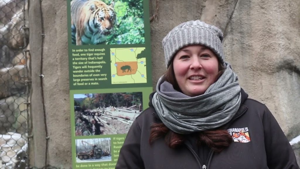 Meet The Tigers At The Indy Zoo - Zoos - USA - Indiana - Indianapolis ...
