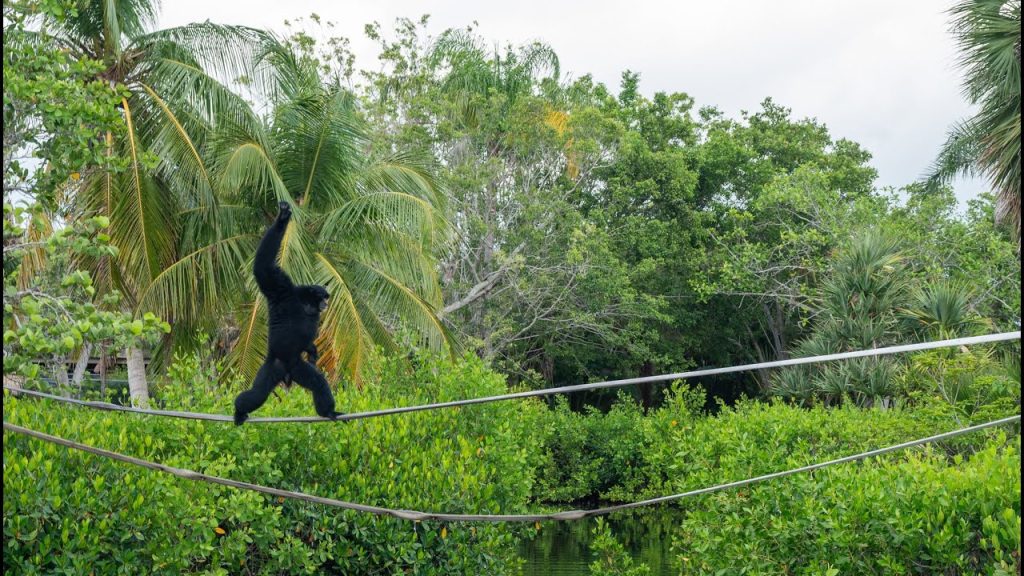 Behind The Scenes: Primate Expedition Cruise - Zoos - USA - Florida ...