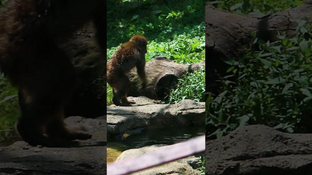 Primates Of Blank Park Zoo: Short Take - Zoos - USA - Iowa - Blank Park ...