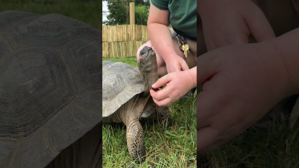 Galapagos Tortoise - Zoos - USA - Ohio - Toledo Zoo Zoo Guide