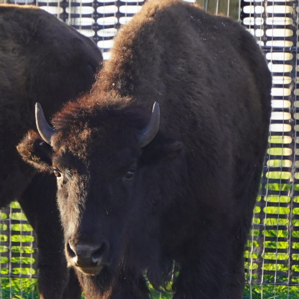 The Bison Have Arrived! Time To Get Excited, But They Need A Bit ...