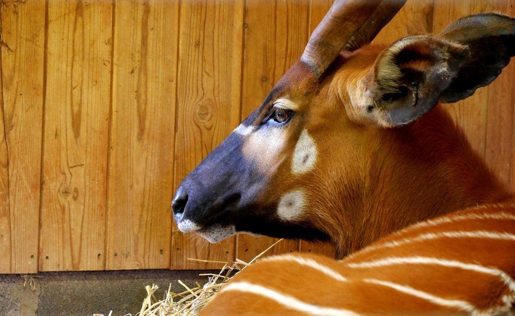 Definitive Guide To Mountain Bongo Facts, Habitat, Conservation Status, Zoo Populations ...