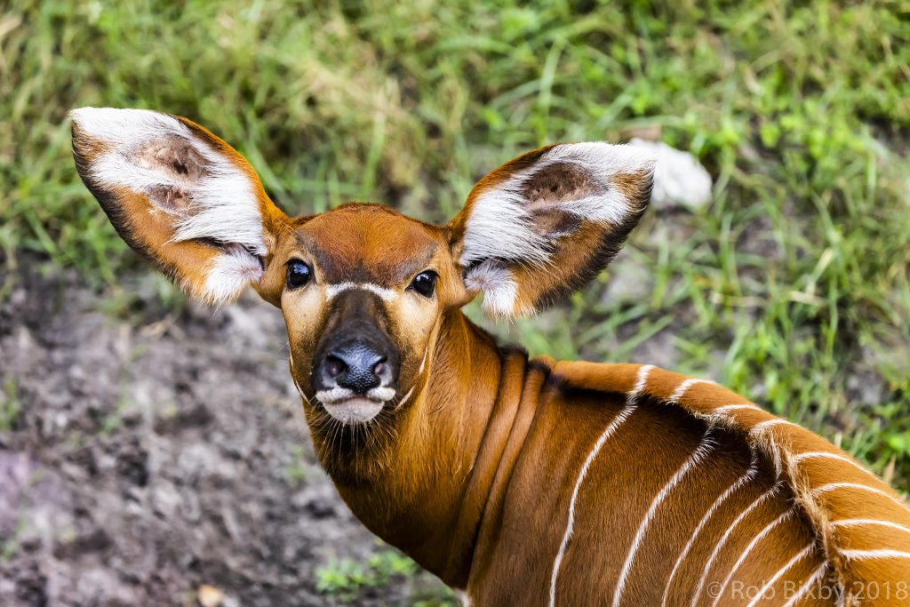 Definitive Guide To Mountain Bongo Facts, Habitat, Conservation Status, Zoo Populations ...
