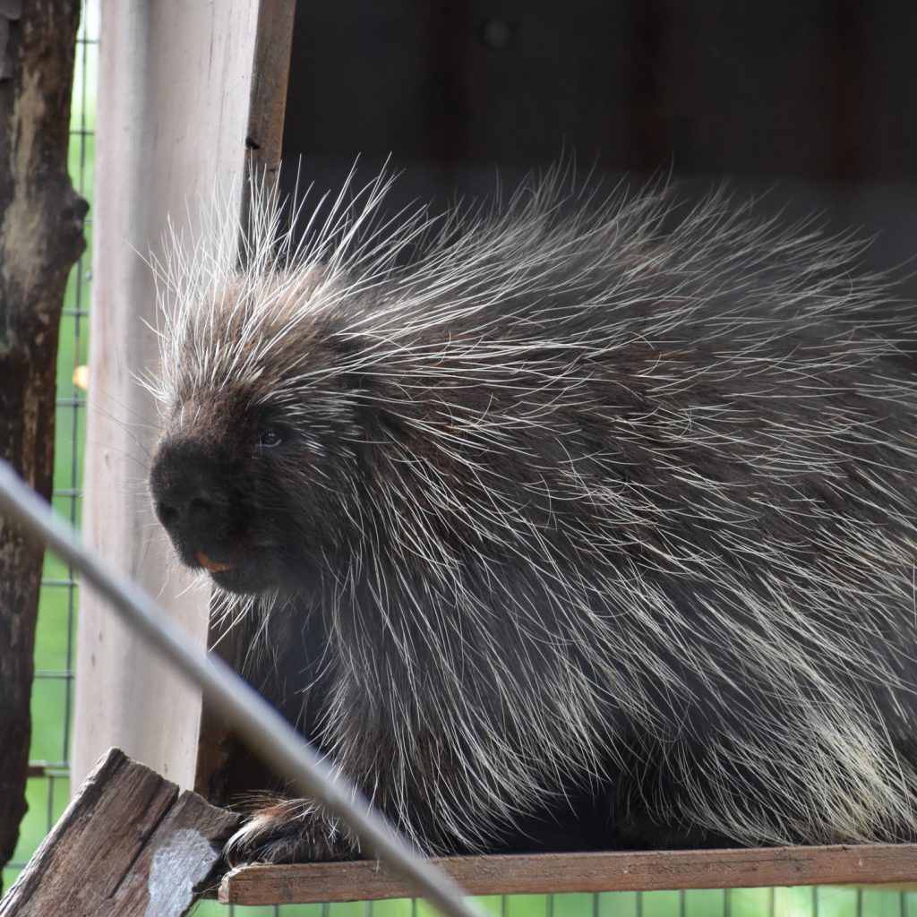 Celebrating World Porcupine Day: Honoring The Second Largest Rodent ...